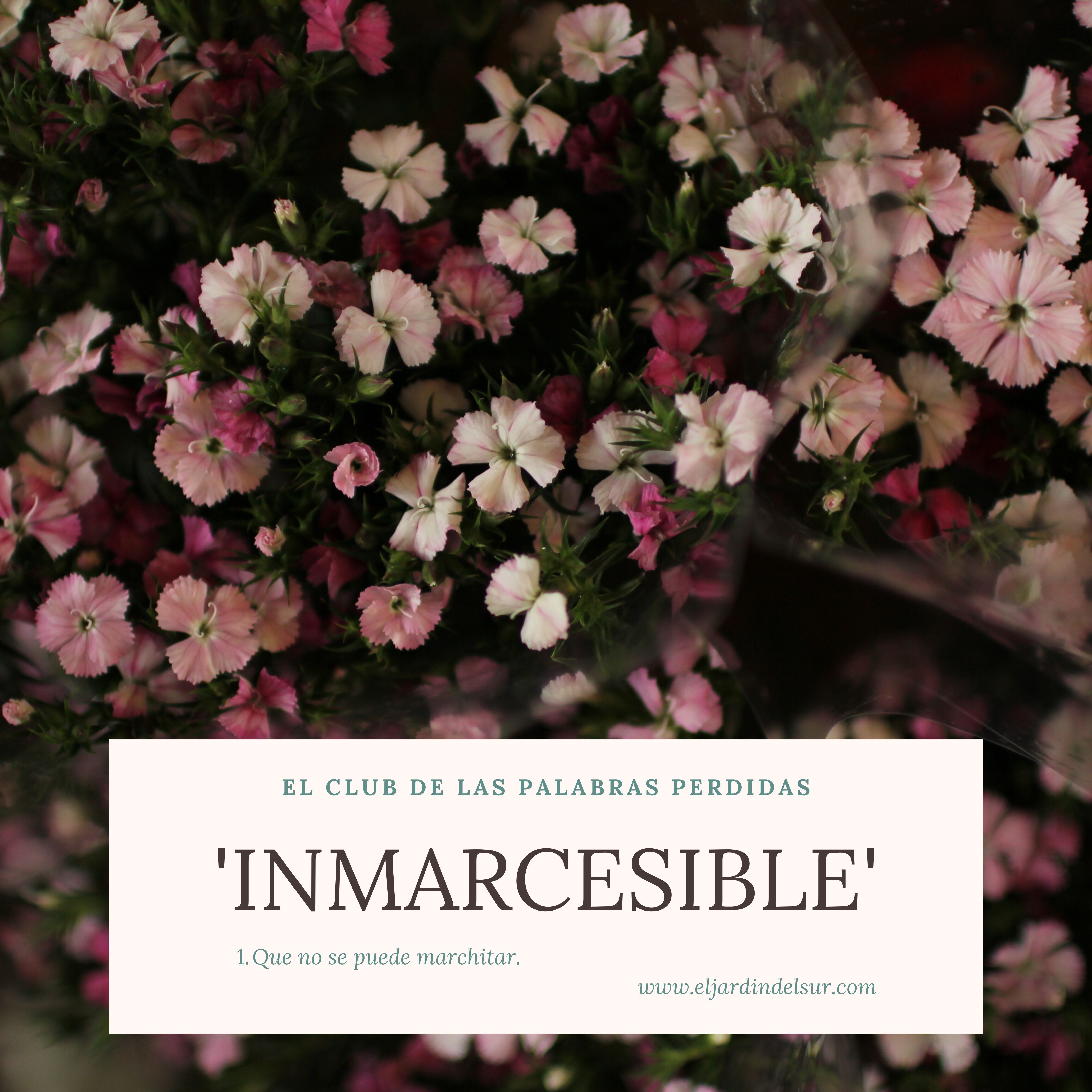El club de las palabras perdidas: inmarcesible – El jardín del sur